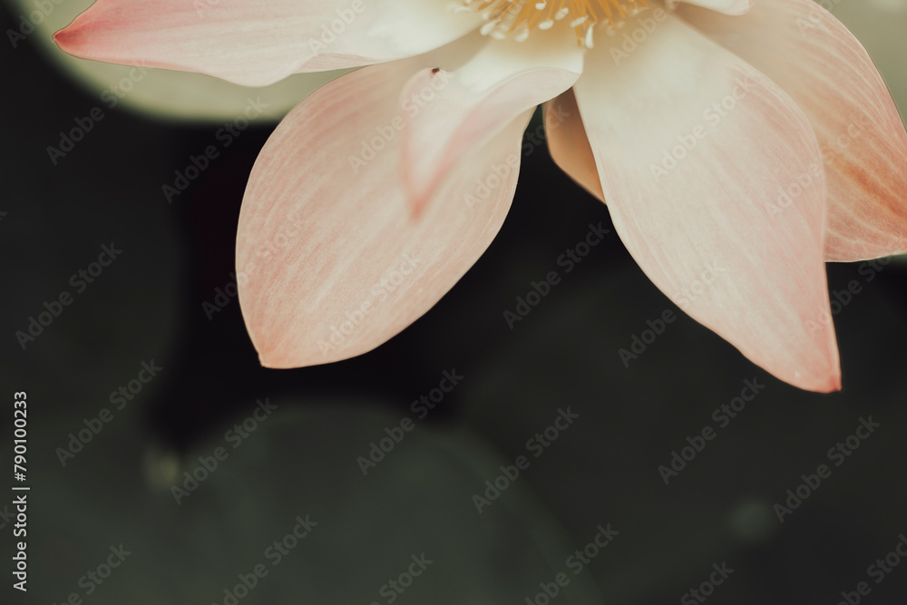 Nelumbo nucifera called the sacred blue lotus of the Nile.the flowers ...