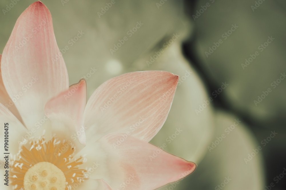Nelumbo nucifera called the sacred blue lotus of the Nile.the flowers ...