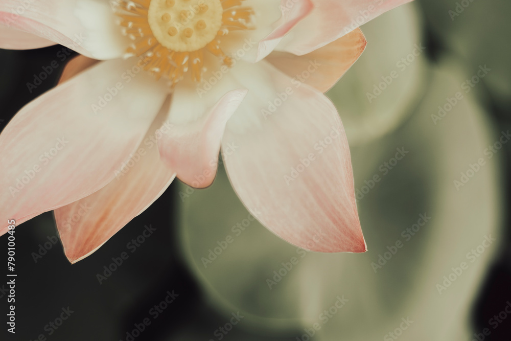 Nelumbo nucifera called the sacred blue lotus of the Nile.the flowers ...