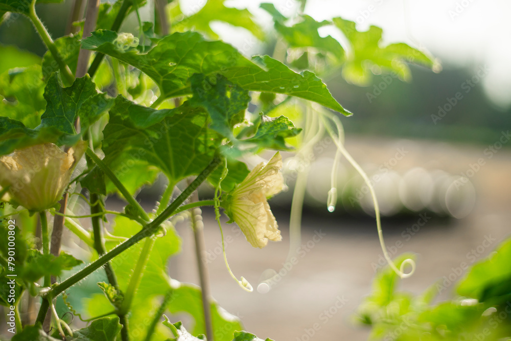 Nelumbo nucifera called the sacred blue lotus of the Nile.the flowers ...