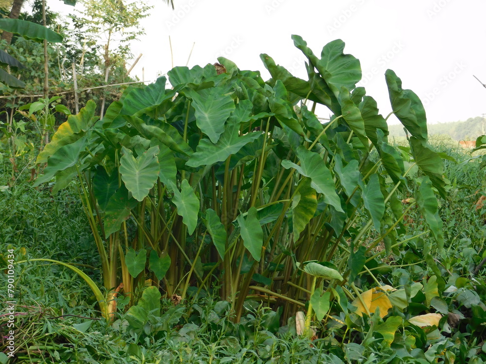 Group of Elephant's Ear or Taro Plants (Colocasia Esculenta). A Species ...