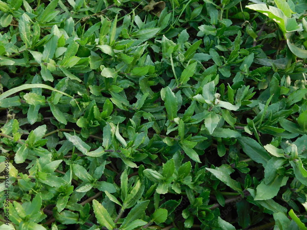 Frogfruit (Phyla nodiflora) Aka Turkey tangle fogfruit, Capeweed ...