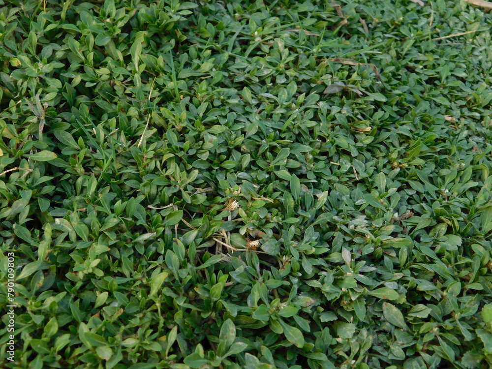 Frogfruit (Phyla nodiflora) Aka Turkey tangle fogfruit, Capeweed ...