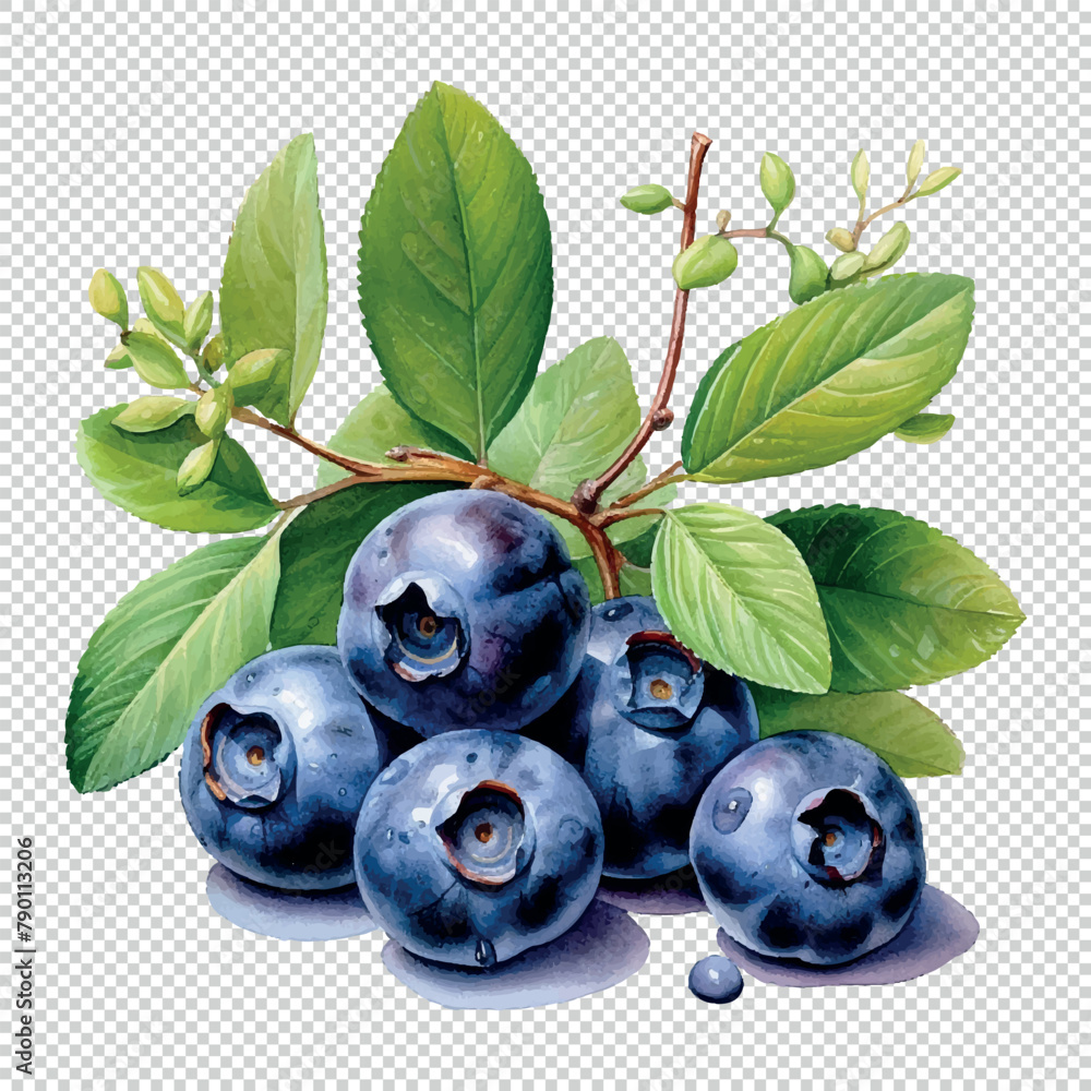Blueberries clipart watercolor design, vector illustration on ...