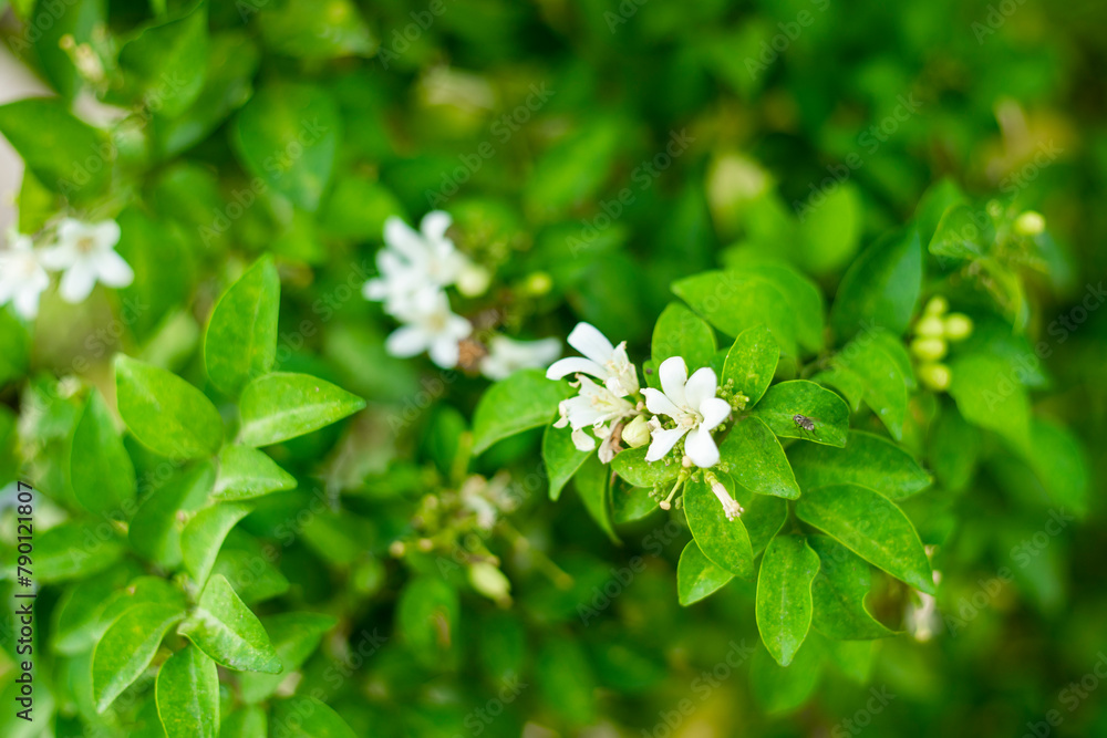 Murraya paniculata, Murraya paniculata is also often offered for sale ...