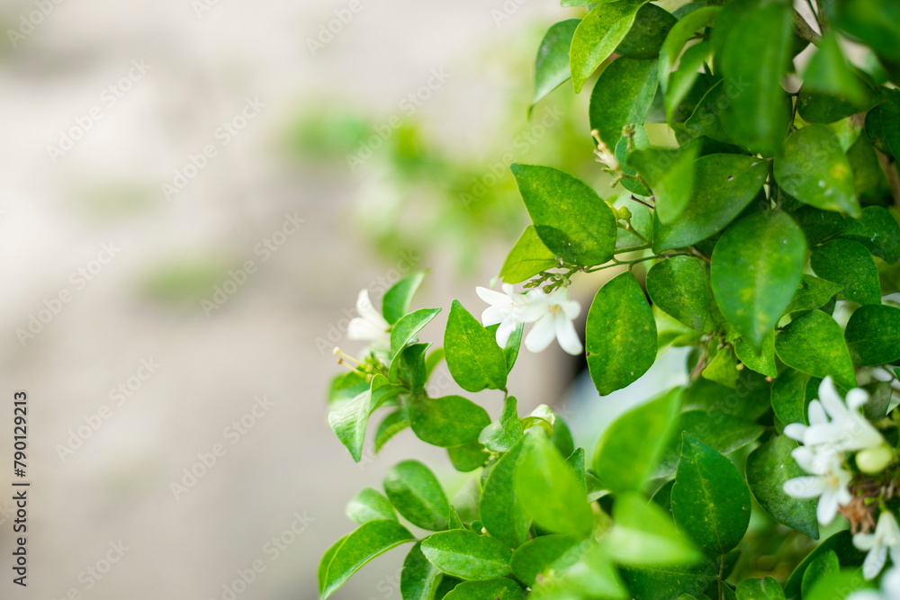 Murraya paniculata, Murraya paniculata is also often offered for sale ...