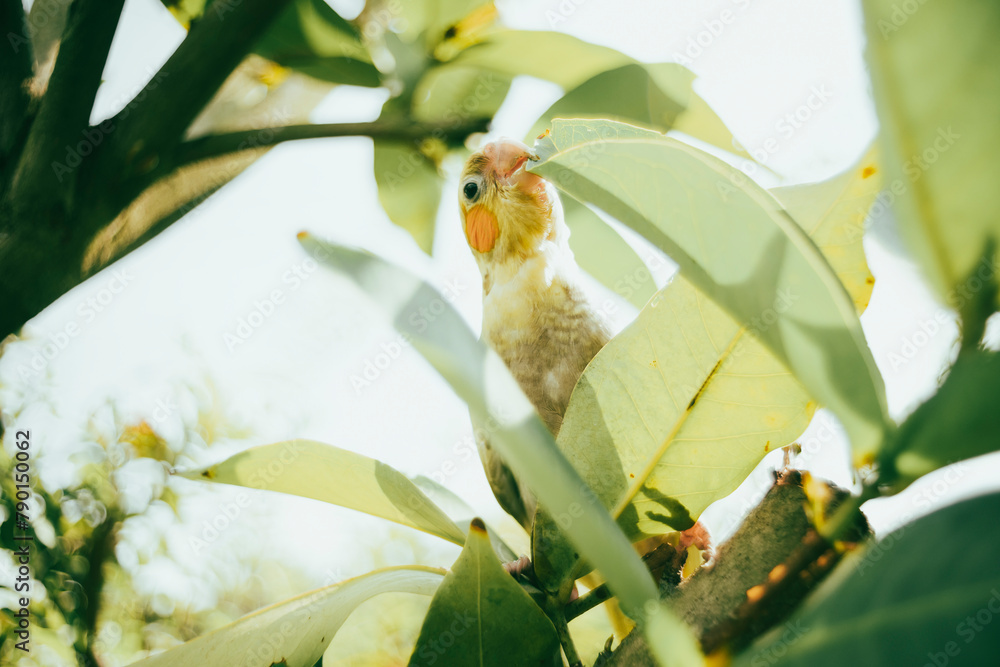 the female Cockatiel Nymphicus commonly retains the horizontal barring ...