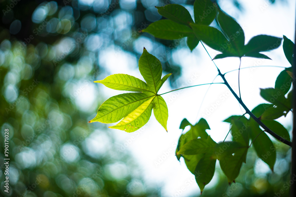 Visible artifacts, usually in the shape of the aperture made by the ...