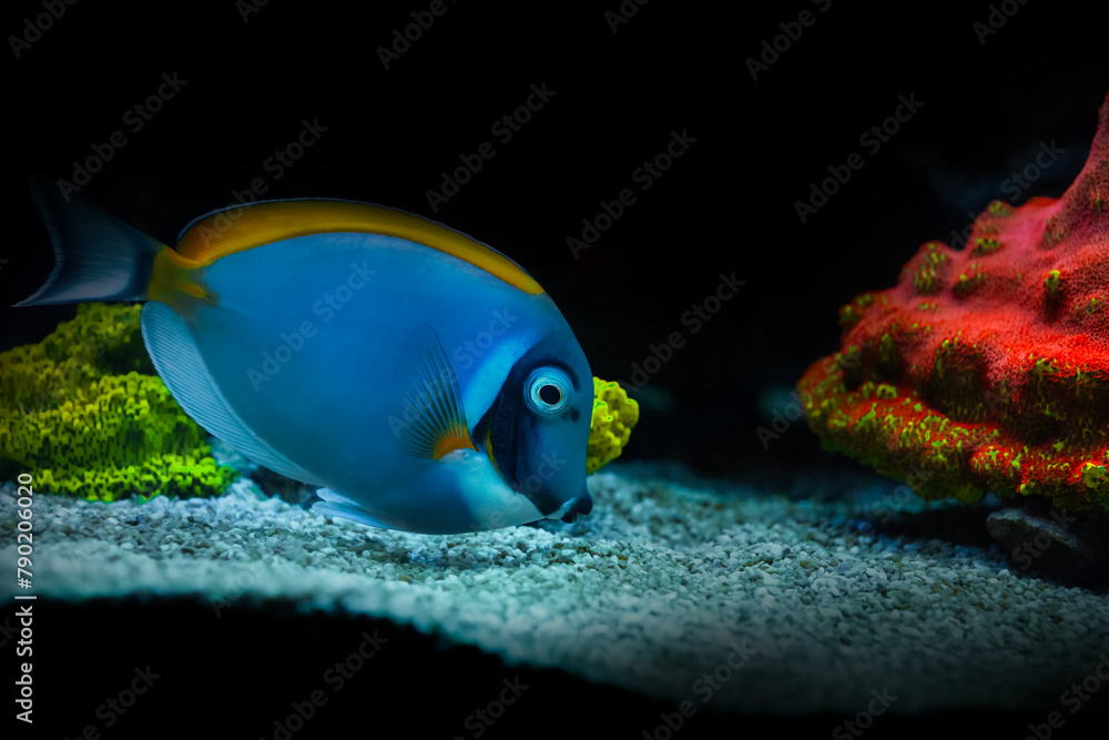 One of the most interesting fish underwater. Powder Blue Tang ...
