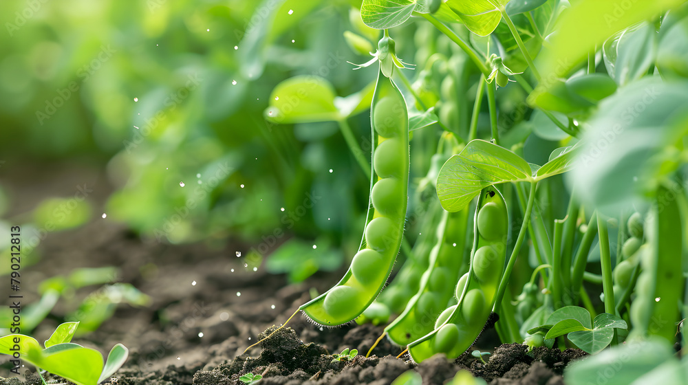 Comprehensive Guide to Growing Peas: From Seed to Harvest Stock Photo ...
