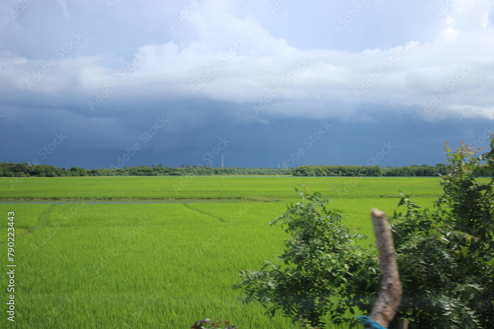 Paddy field in Satapada of Odisha in India. Photo: October 7, 2022 ...