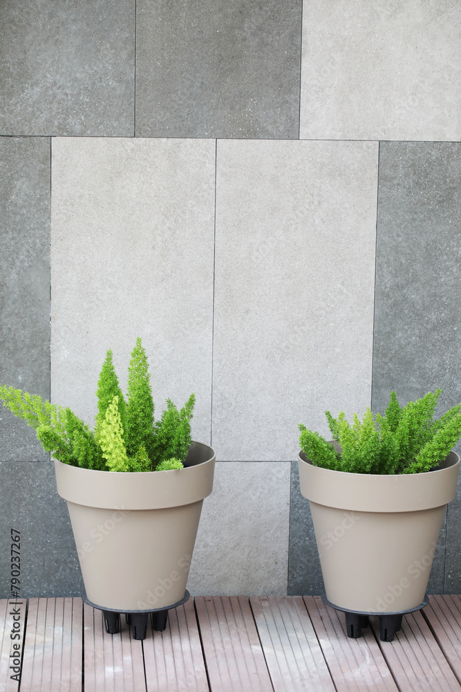 Foxtail fern or plume fern (Asparagus densiflorus) nice pot plant in ...