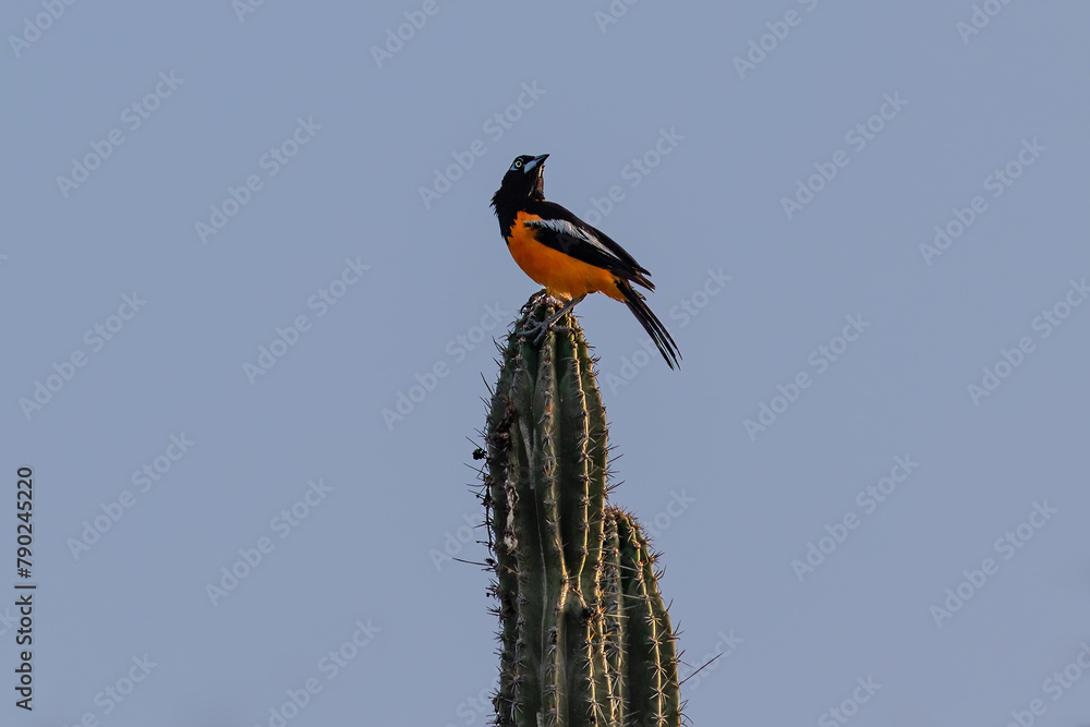 Venezuelan Troupial (Icterus icterus) sitting atop cactus, on the ...