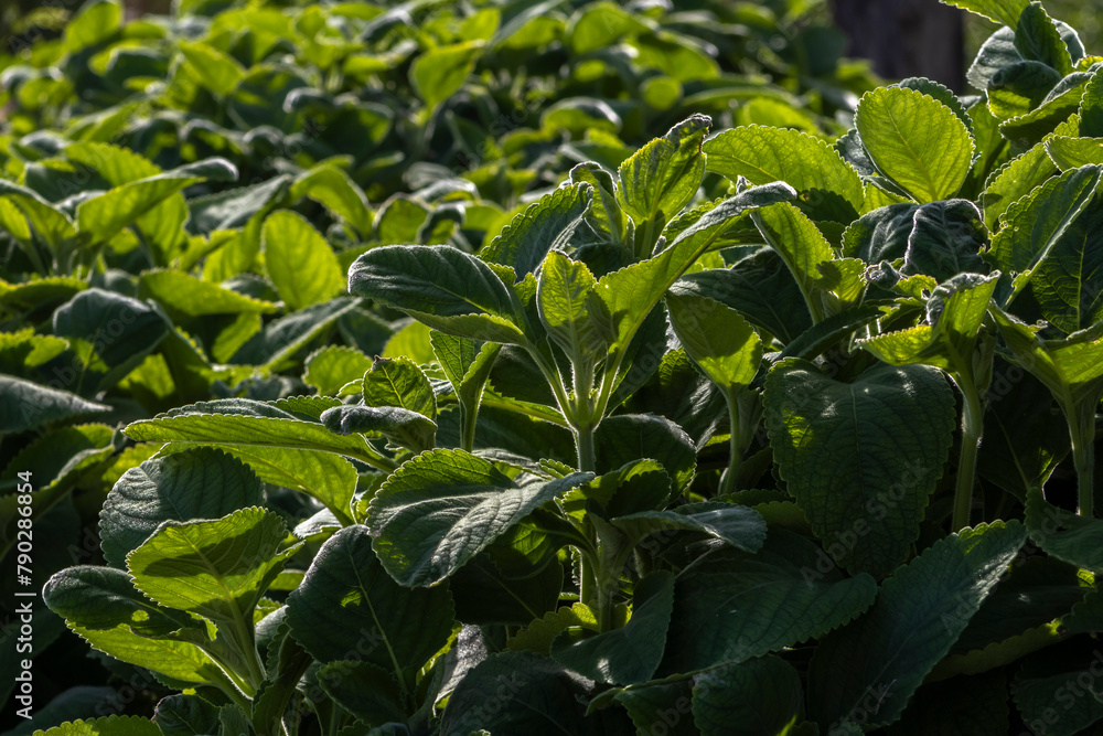Selective focus of Boldo. Green plant named Boldo da Terra in Brazil ...