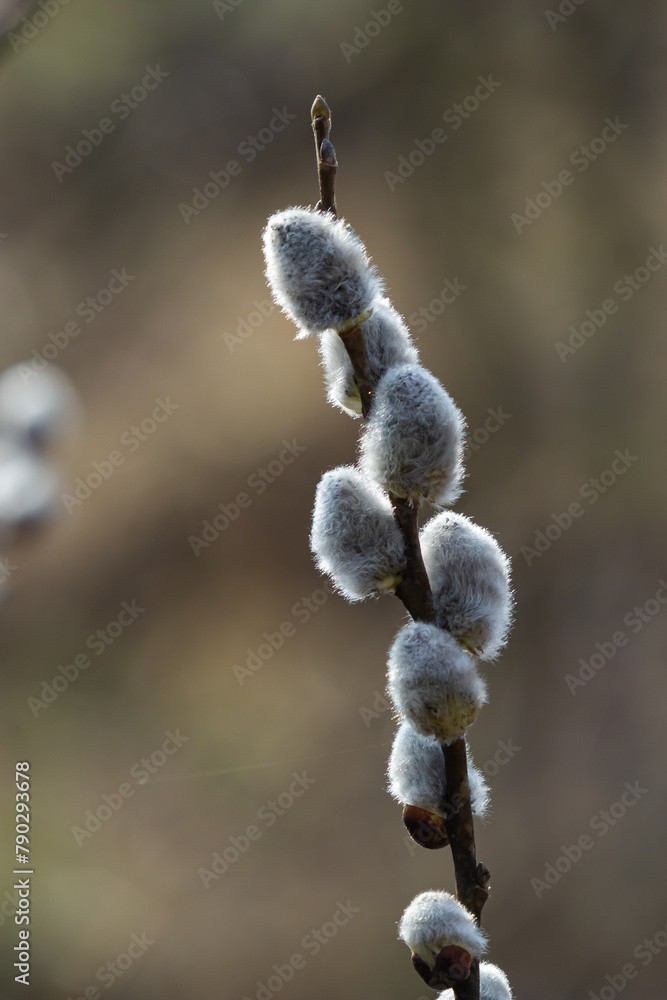 Willow Salix caprea branch with coats, fluffy willow flowers. Easter ...