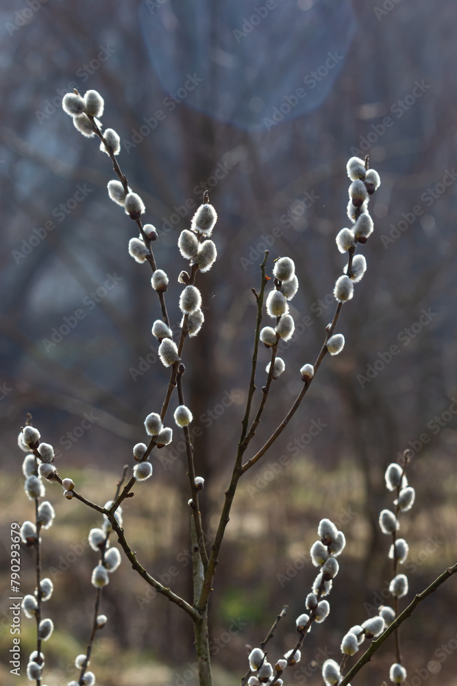 Willow Salix caprea branch with coats, fluffy willow flowers. Easter ...