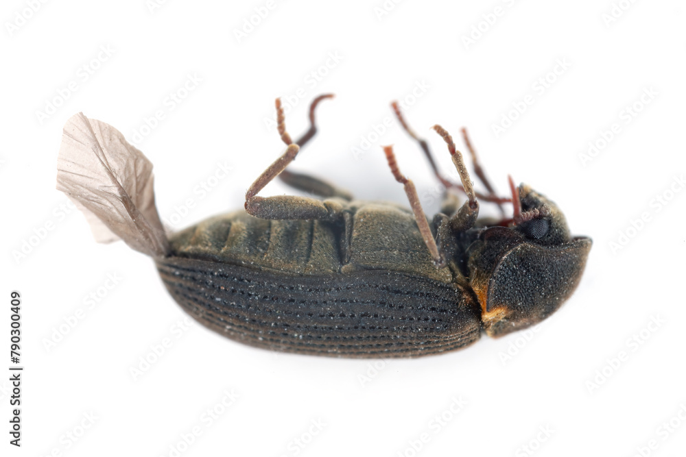 Common Furniture Beetle, Furniture Borer, Woodworm (Hadrobregmus ...