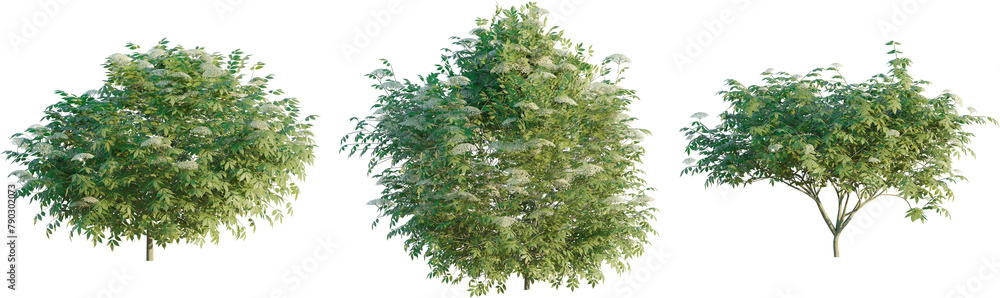 Sambucus nigra plant 4k png cutout Stock Illustration | Adobe Stock