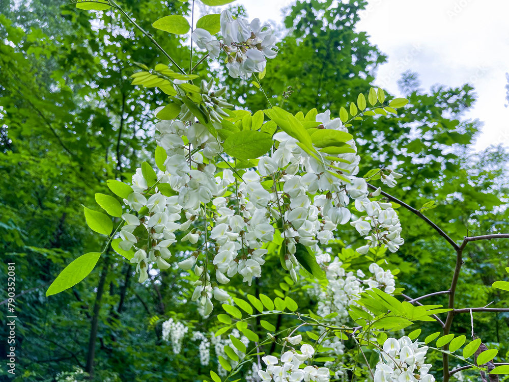 Gewöhnliche Robinie, Robinia pseudoacacia mit weißen Blüten am Baum ...