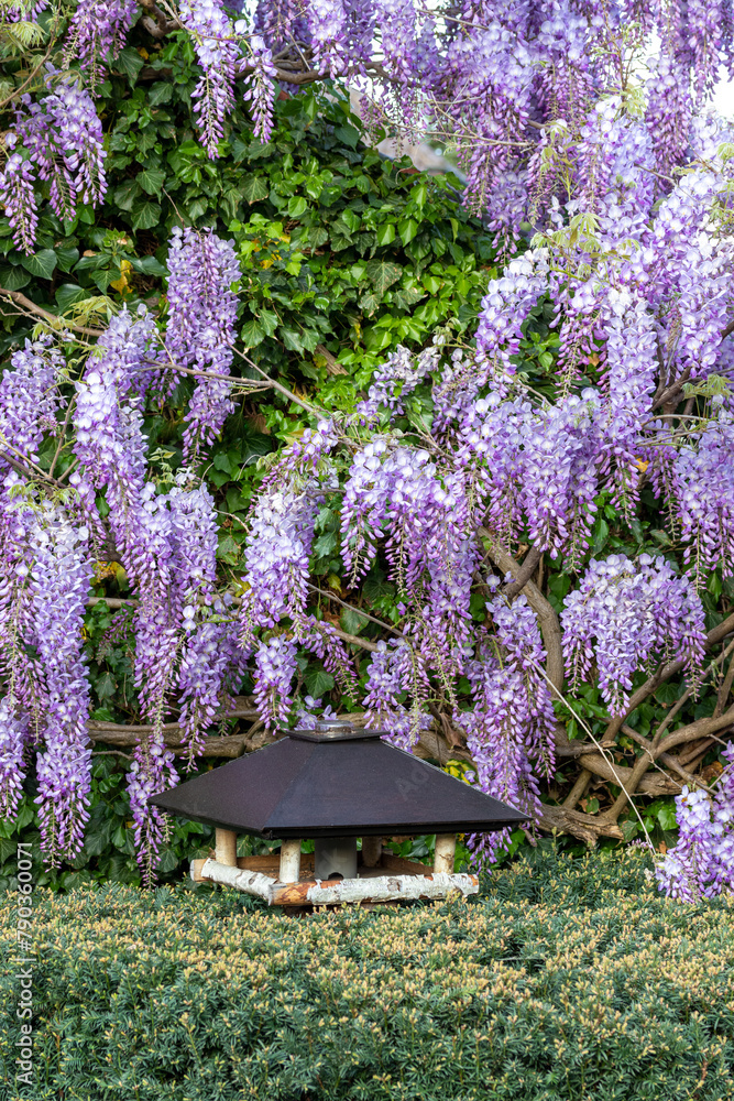 blühende Glyzinie Wisteria und Vogelhaus im Frühlingsgarten foto de Stock | Adobe Stock