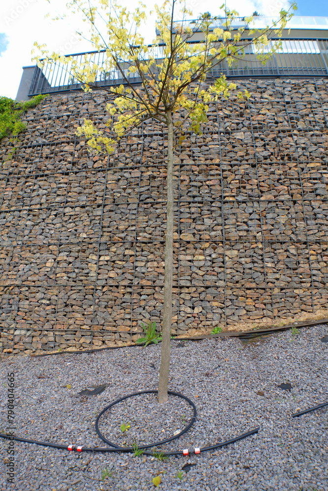 Norway maple (Acer platanoides) - automatic irrigation tree system on a ...