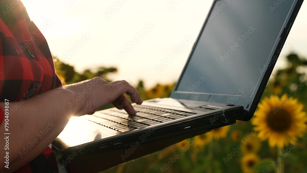 agriculture, woman farmer working sunflower field with computer, farmer ...