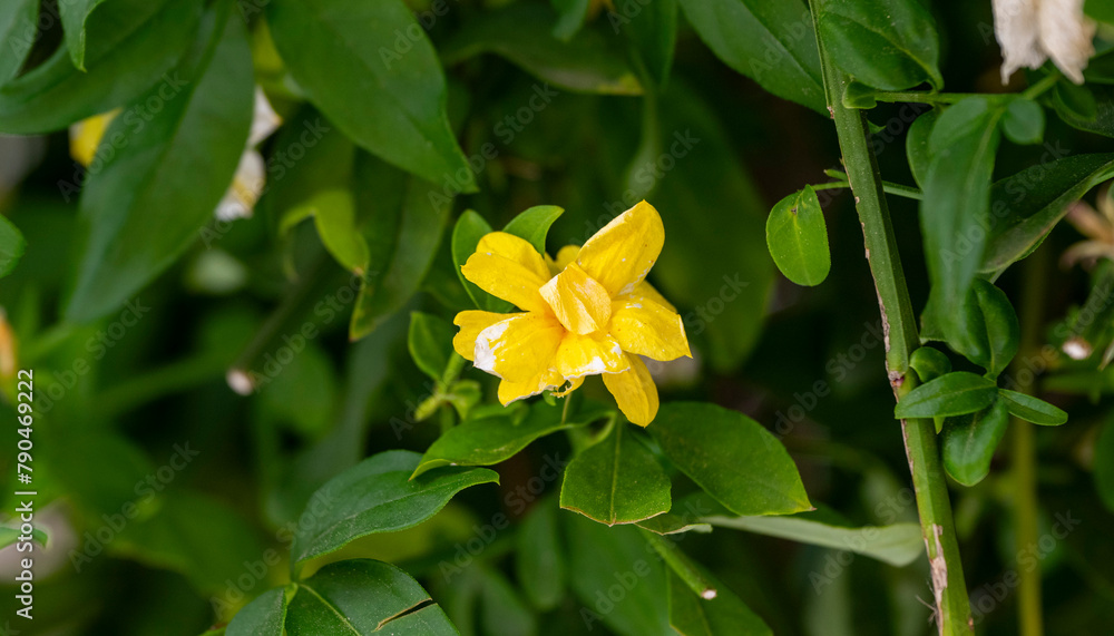 Allamanda, Common allamanda, Golden trumpet, Golden trumpet vine ...