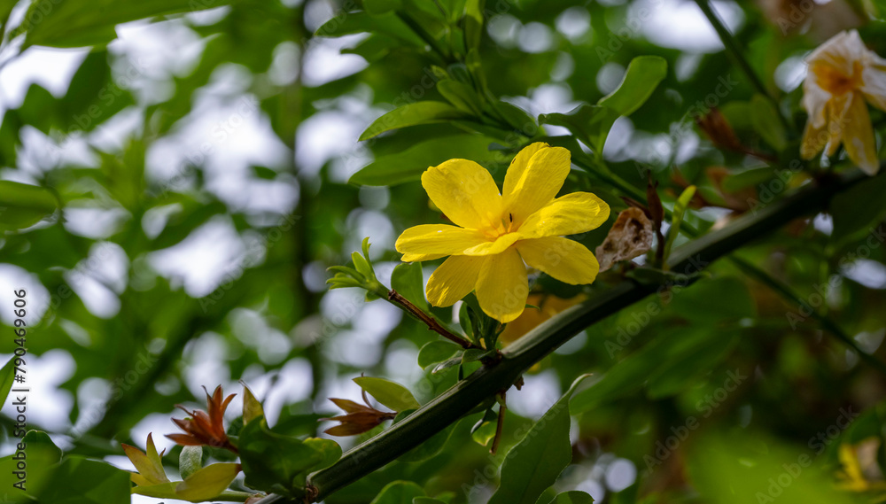 Allamanda, Common allamanda, Golden trumpet, Golden trumpet vine ...