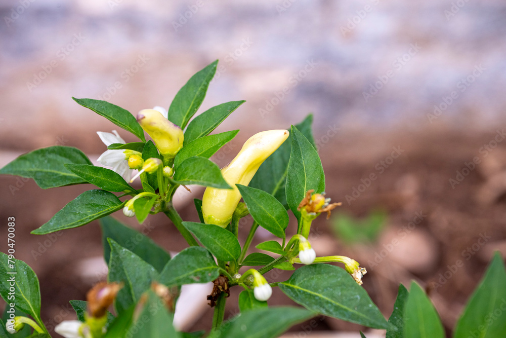 The flowering cayenne pepper tree looks beautiful. Small white flowers ...