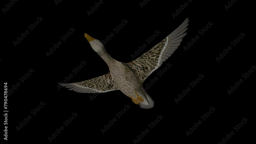 Wild Duck Waterfowl Bird - Mallard Female - Flying Loop - Side View ...