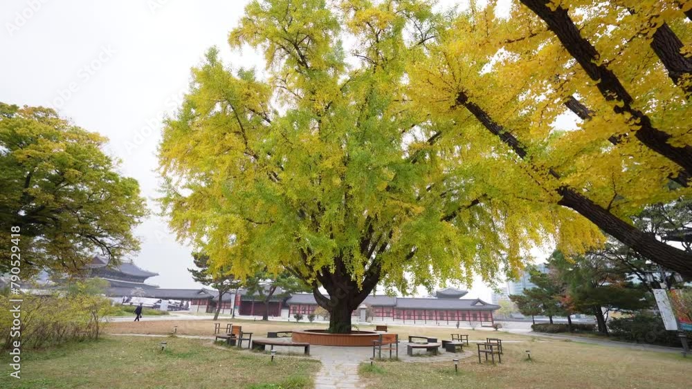 a serene view at Gyeongbokgung, Seoul, with a vibrant yellow ginkgo ...