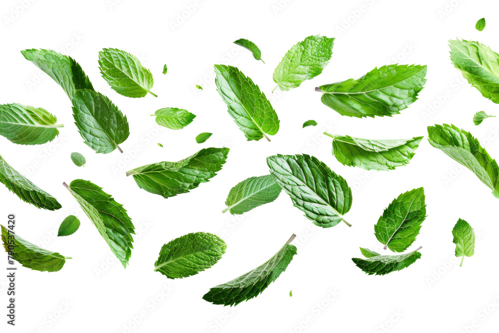 Green Peppermint leaves flying and falling isolated on background ...