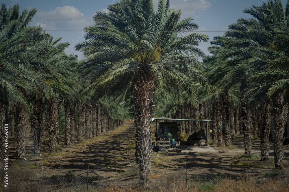 Foto de Grove of date palms in the Judea and Samaria Area (West Bank ...