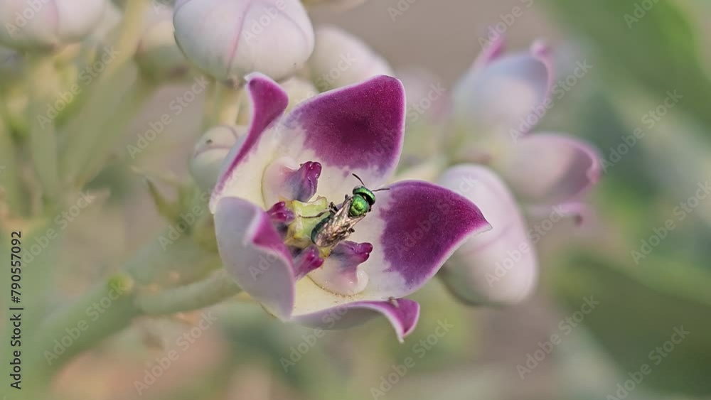 Calotropis procera, Giant calotrope, Milkweeds, ruai, plant in pakistan ...