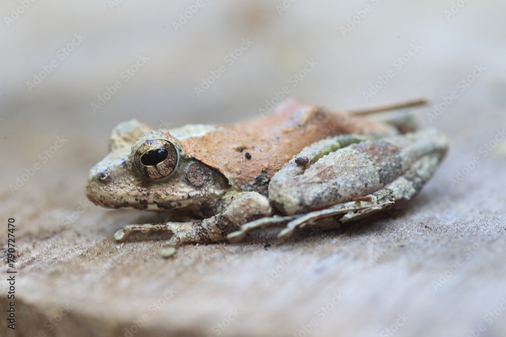 The collared puffbird (Bucco capensis) is a species of bird in the ...