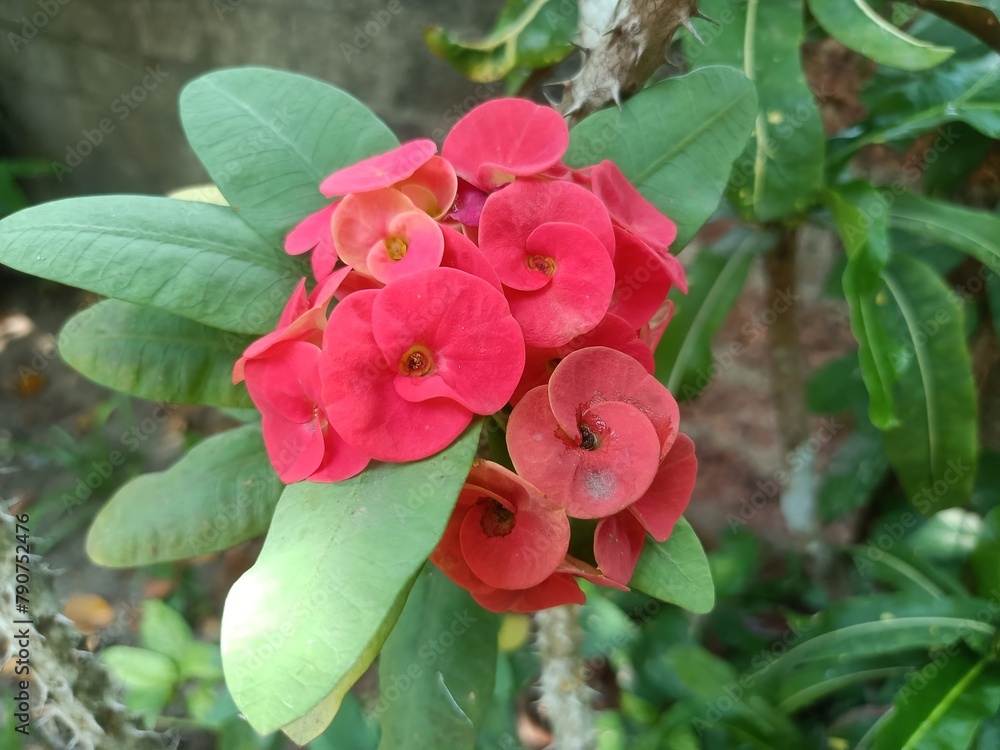 Euphorbia milii, the crown of thorns, Christ plant, or Christ's thorn ...