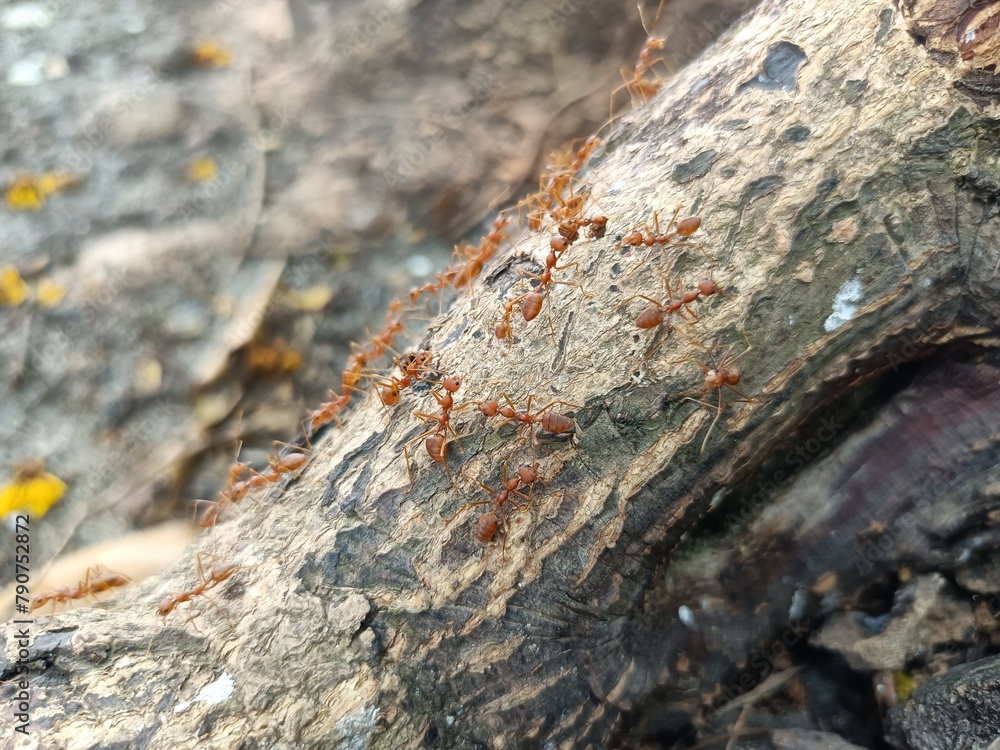 Myrmecia gulosa, the red bull ant, also known as the giant bull ant or ...