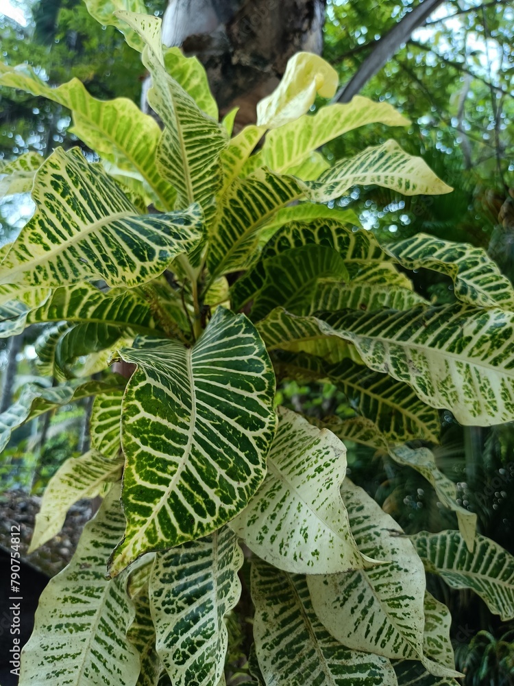 Codiaeum variegatum is a species of plant in the genus Codiaeum, which ...
