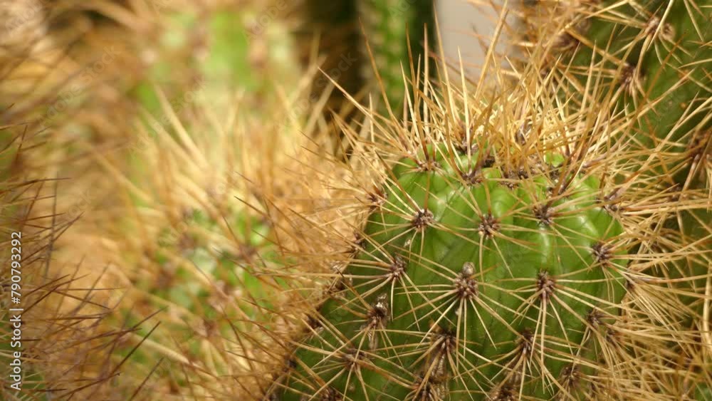 Transfer focus: Echinopsis candicans is species of cactus from northern ...