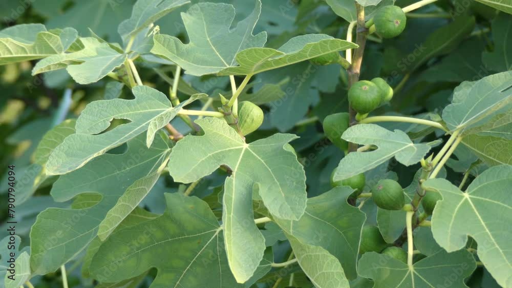 Ficus carica is an Asian species of flowering plants in mulberry family ...