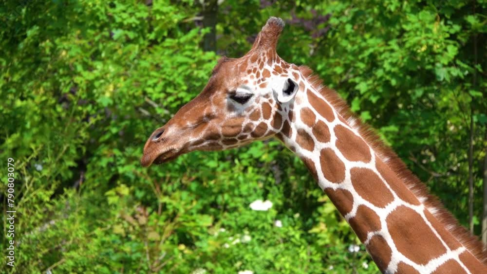 Giraffe head closeup. Reticulated giraffe (Giraffa camelopardalis ...