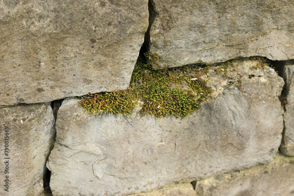 Moos und Flechten wachsen auf einer Steinmauer Stock Photo | Adobe Stock