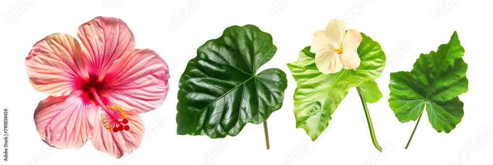 set of hibiscus, showcasing evergreen varieties with unique leaf shapes ...