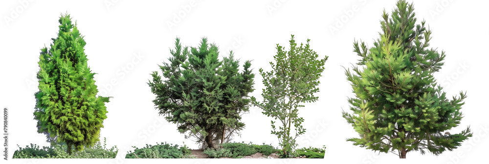 set of juniper bushes, varying from low ground covers to tall screens ...
