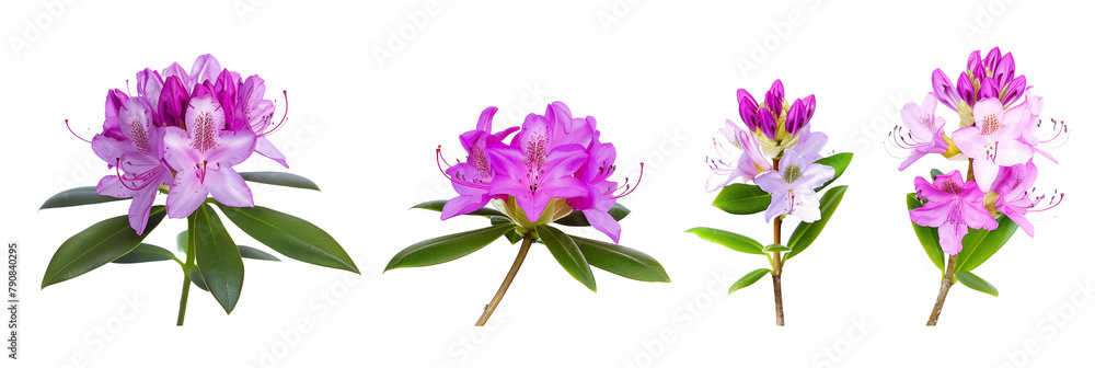 set of rhodora (Rhododendron canadense), notable for their spectacular ...
