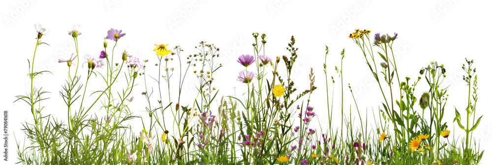 set of wildflower meadows, each bursting with native species from ...