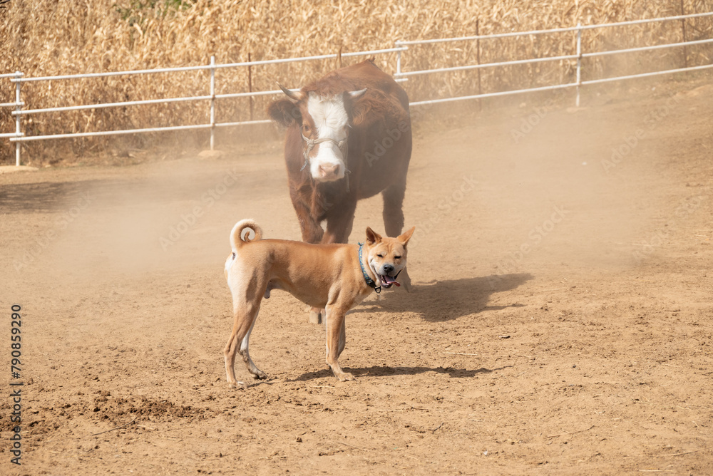 Asia China Yunnan Sha Xi Farm - Cows and Dogs Fighting Stock Photo ...