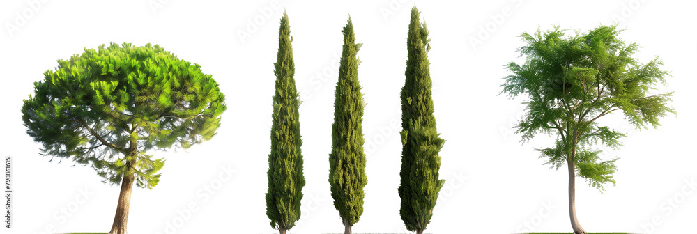 set of cypress trees, known for their longevity and elegant, conical ...