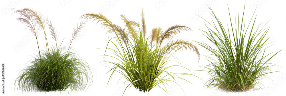 set of ornamental grasses, known for their flowy textures and wind ...