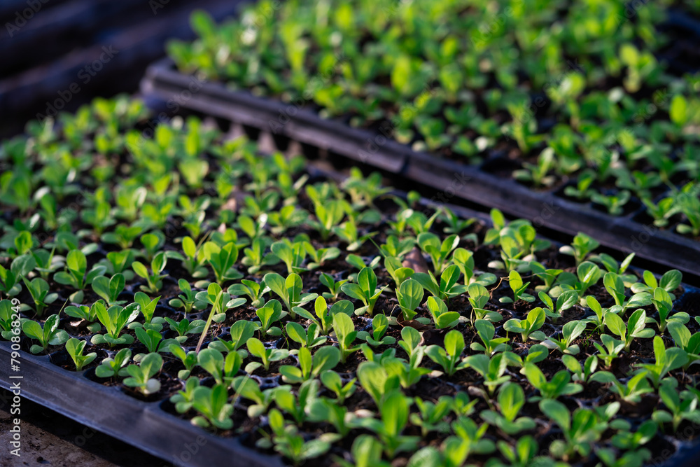 salad vegetable seedlings. small green vegetable seedlings grown in ...